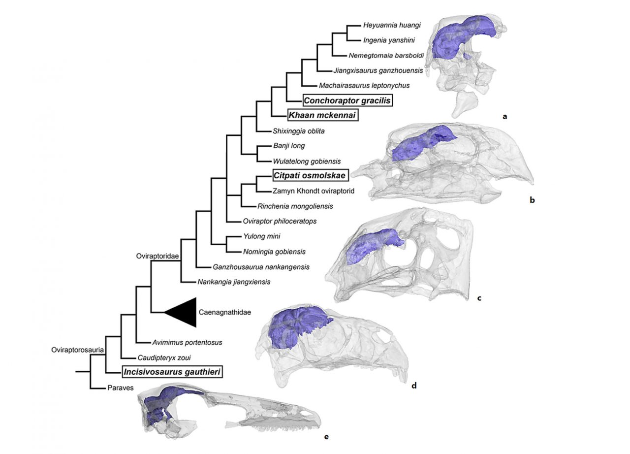 Bever Lab – Functional Anatomy & Evolution